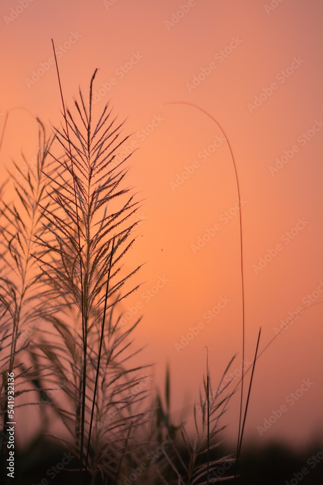 Mesmerising sunset at the backdrop of these tall grasses, called "Kash ...