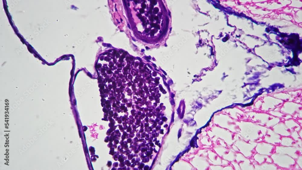 Scientific slide with spinal cord in transversal section with 400x ...