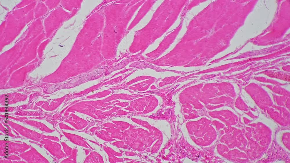 Longitudinal section of kidney filmed under microscope with 200 times ...