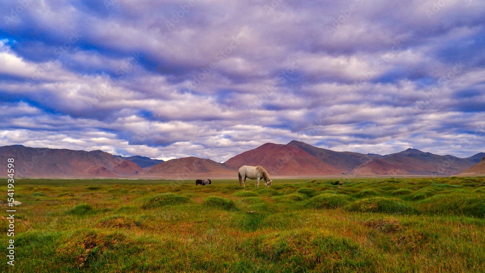 In the vastness of the marsh lake named Tso Kar, Ladakh UT, India, the ...