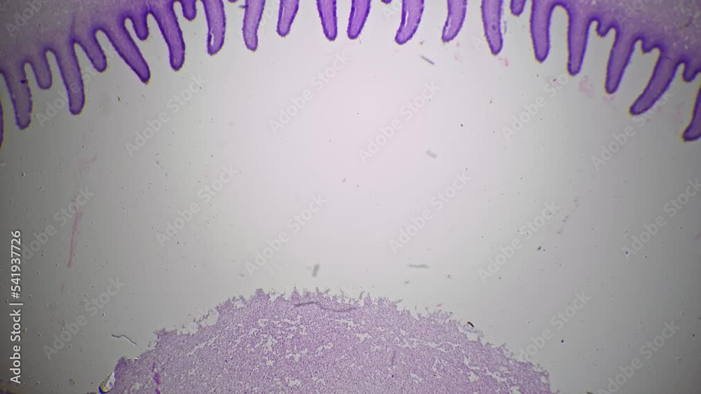 Agaricus in section magnified in 40 times under microscope in ...