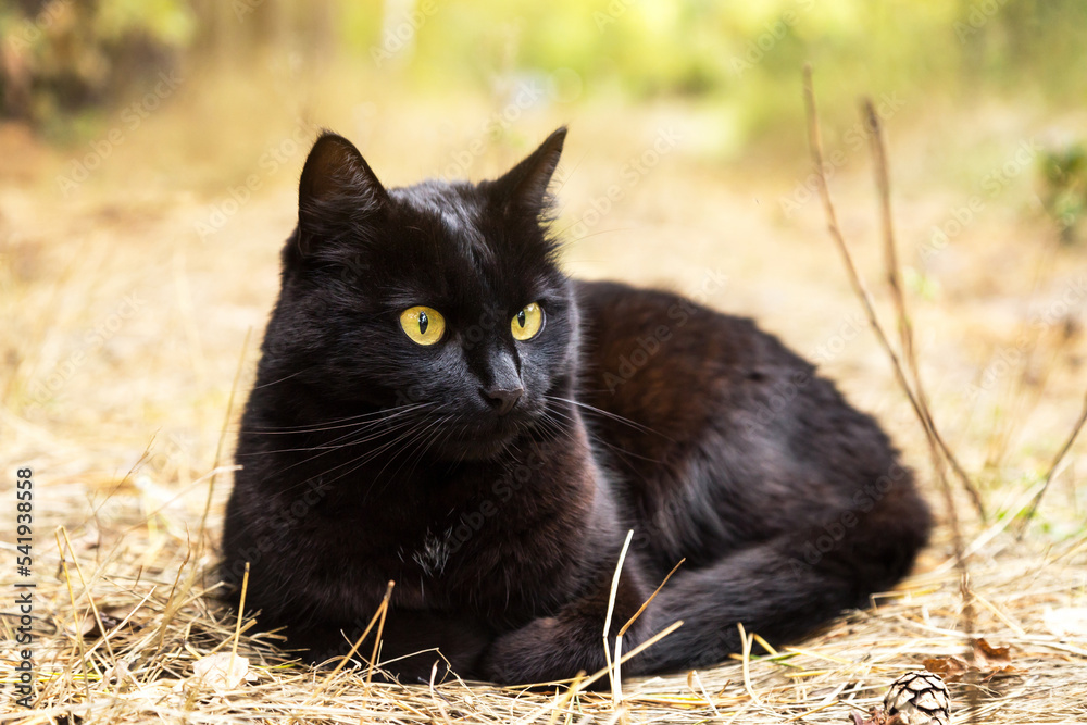 Beautiful bombay black cat portrait with yellow eyes lying outdoors in ...