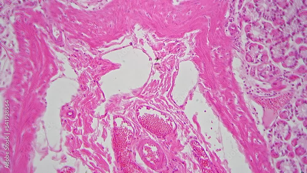 Kidney tissues in longitudinal section magnified under microscope 400x ...