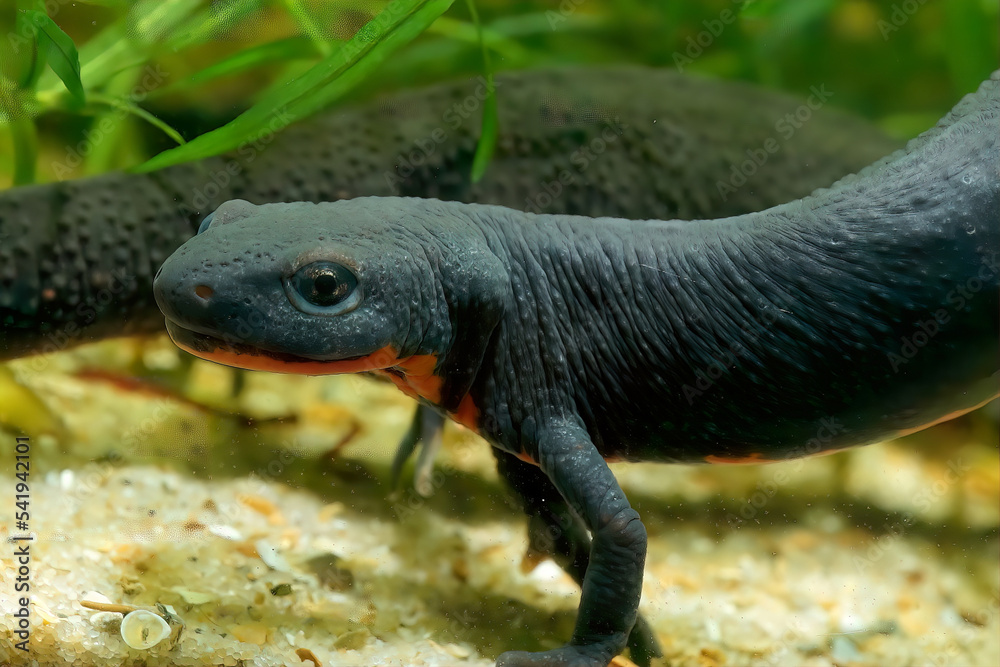 Fire Belly Salamanders Shooting Fire