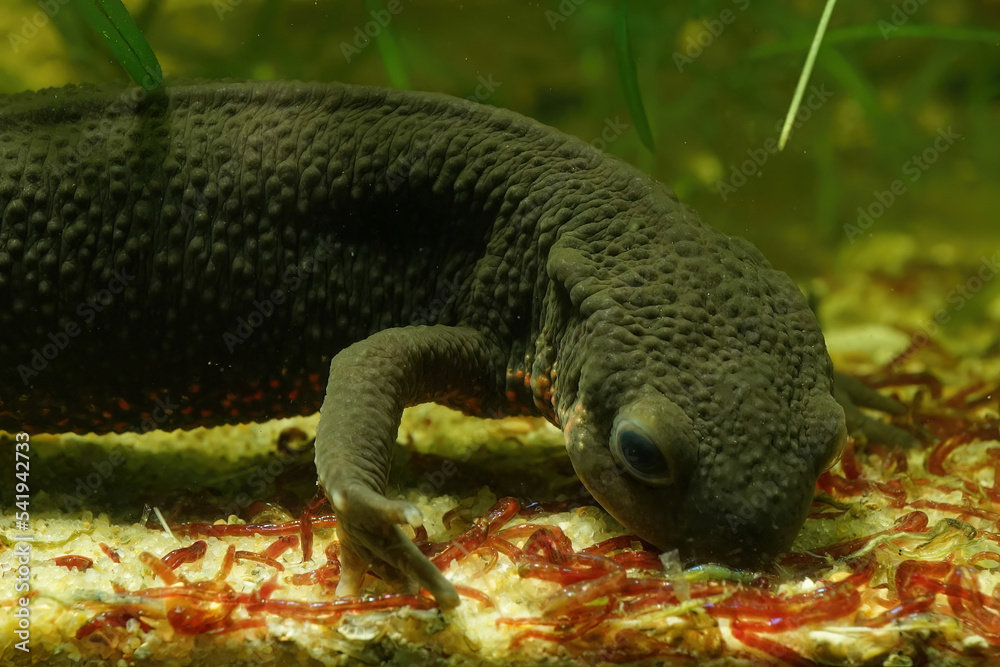 Closeup on an aquatic female Japanese fire bellied newt , Cynops ...