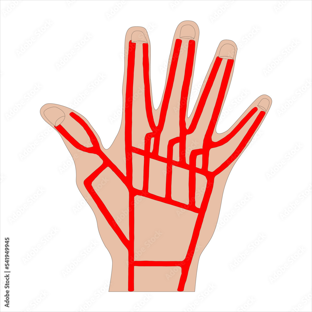Anatomia de la mano Radiografia de las arterias de la mano derecha ...