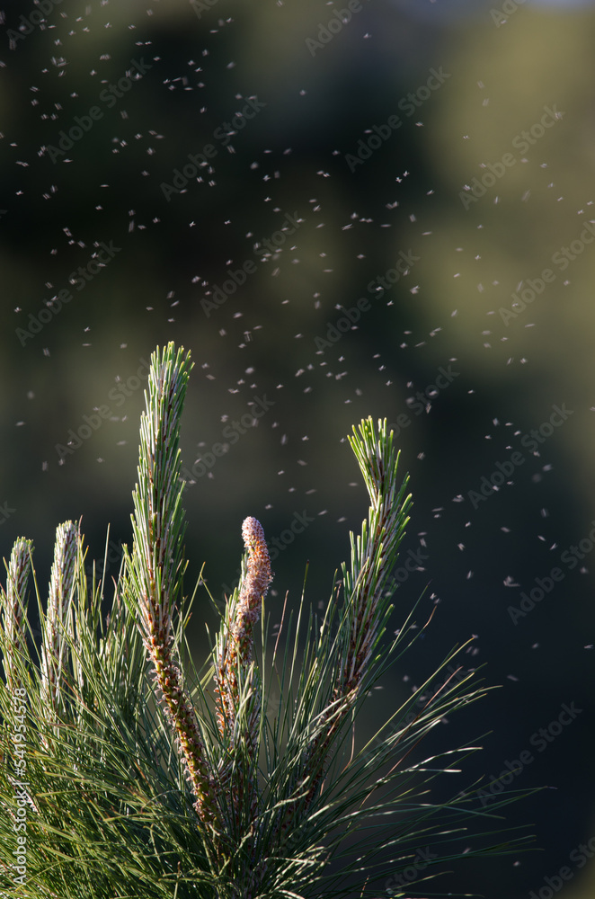 Branches of Canary Island pine Pinus canariensis and flying insects ...