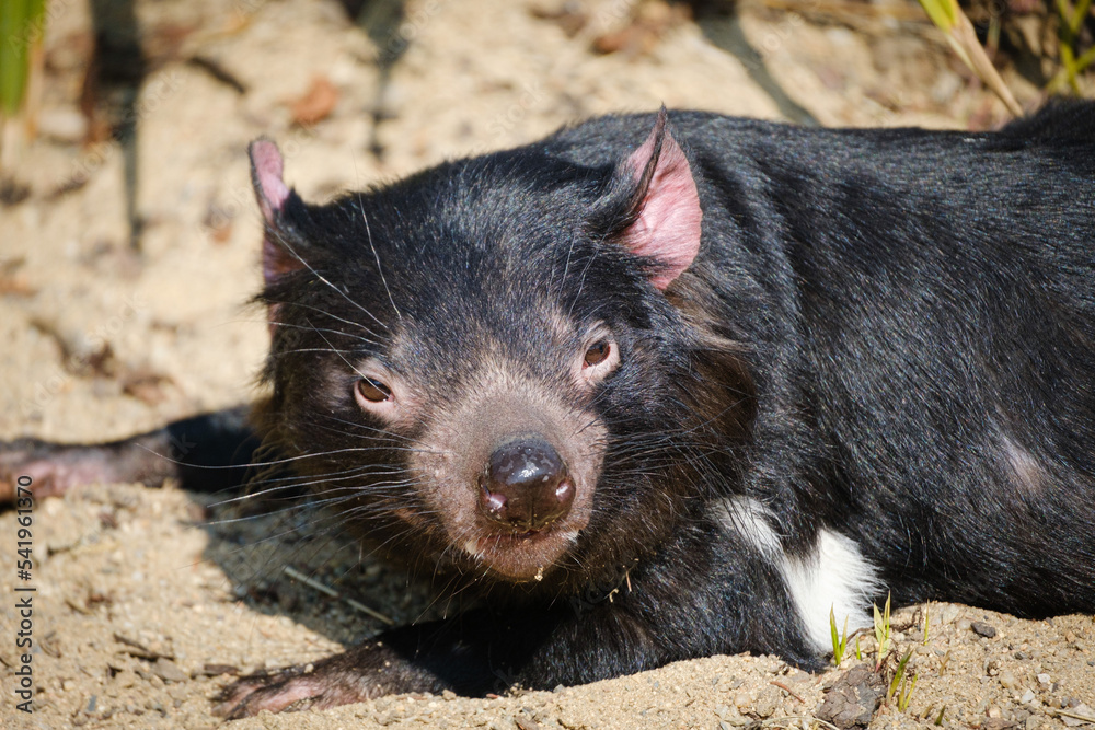 tasmanian devil lying on the ground Stock Photo | Adobe Stock