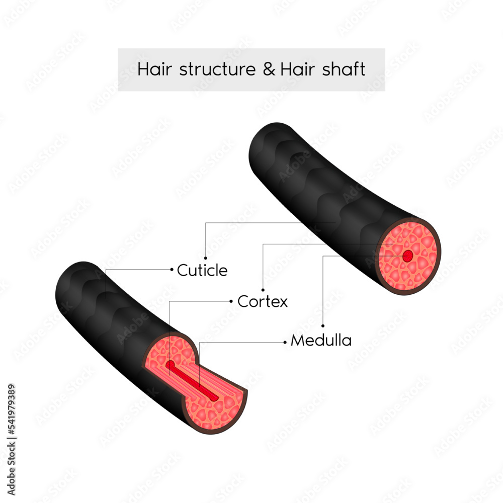 Hair structure layer. Sebaceous cuticles and nerve endings with ...