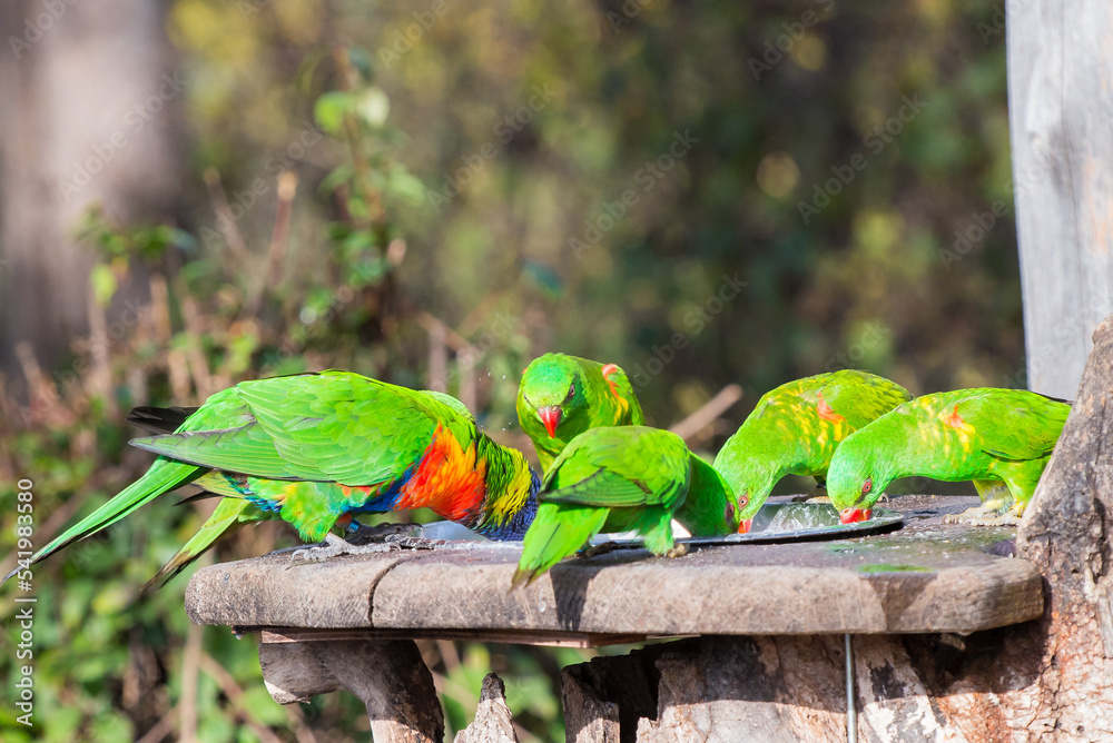 Colorful parrots Stock Photo | Adobe Stock