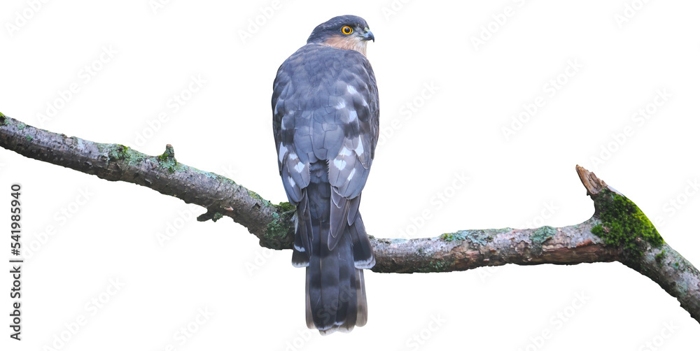 Male of Eurasian Sparrowhawk (Accipiter nisus), PNG, isolated on white ...