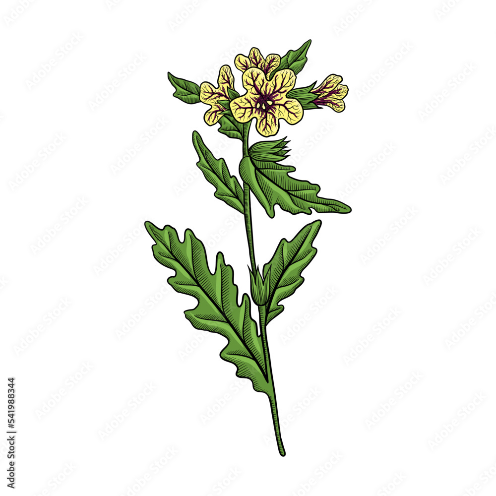vector drawing poisonous flower henbane, Hyoscyamus niger ...