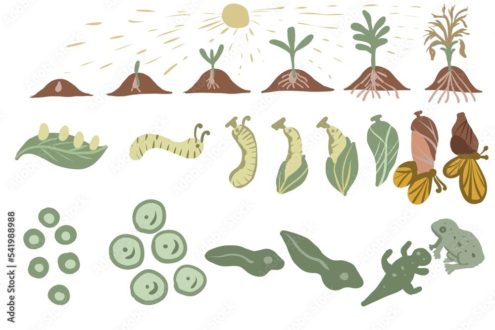 Plant life cycle butterflies and frogs science nature research pictures ...