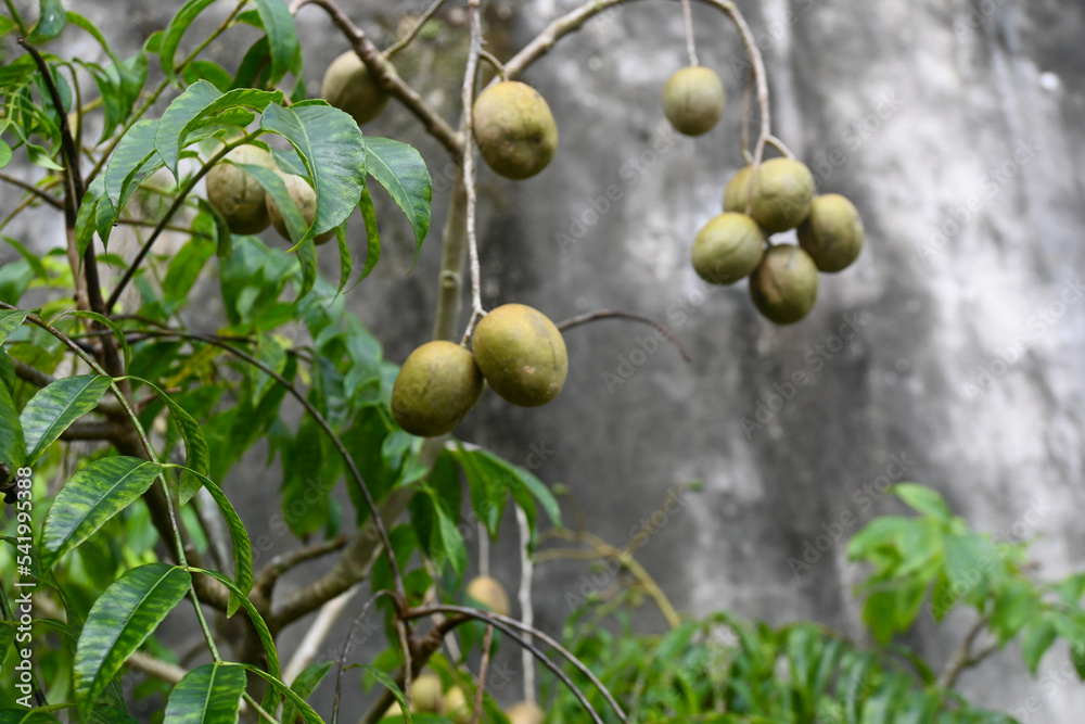 trees and fruit from grafted kedondong (Spondias dulcis ambarella ...