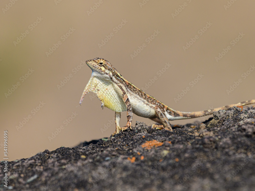 Fan Throated Lizard with broken fan in his habitat, showing display of ...