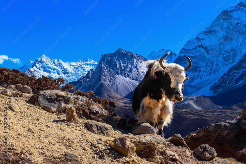 Yak himalayan cow seen during everest base camp trek in dengboche, solukhumbu, nepal foto de ...