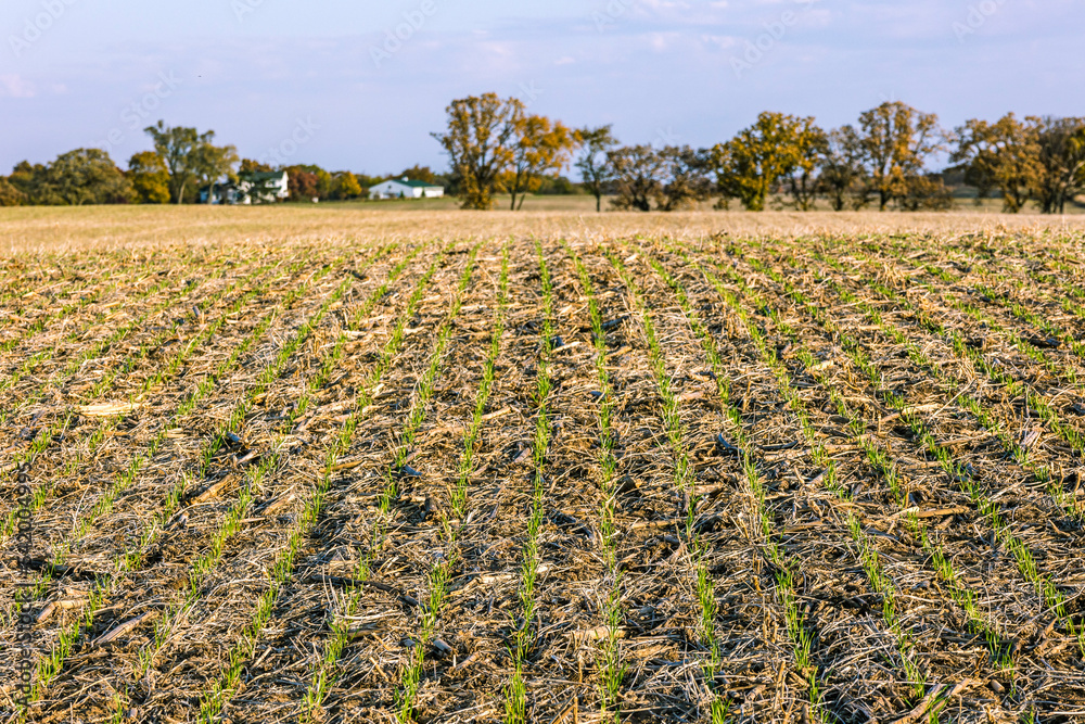 Winter wheat emerging in a field of soybean stalks in the autumn. Stock ...