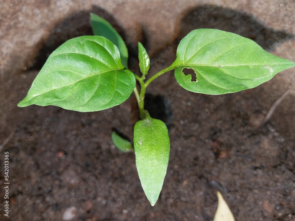 Sri Lankan Chili plant growth 2022 Stock Photo | Adobe Stock