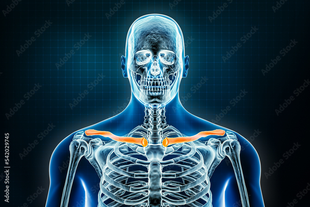 Clavicle or collar bone x-ray front or anterior view. Osteology of the ...