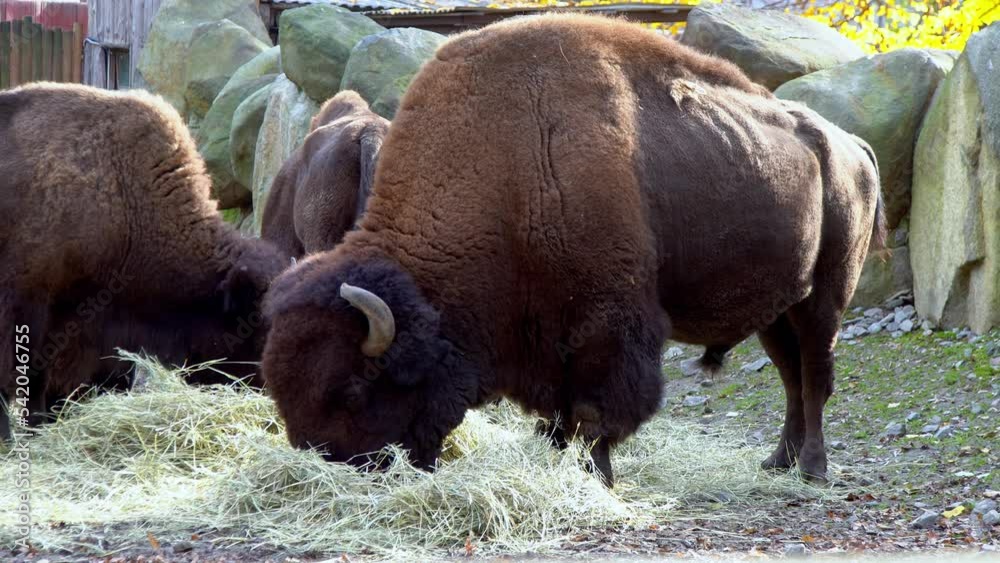 Bison artiodactyl bull grazes and eats. Yak food. The big animal is ...
