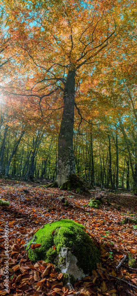 Foto de l'autunno si affaccia sui boschi del parco del Sirente Velino ...