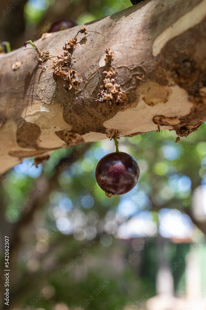 Fruit exotic. Jabuticaba ready to be harvested. Jaboticaba is the ...