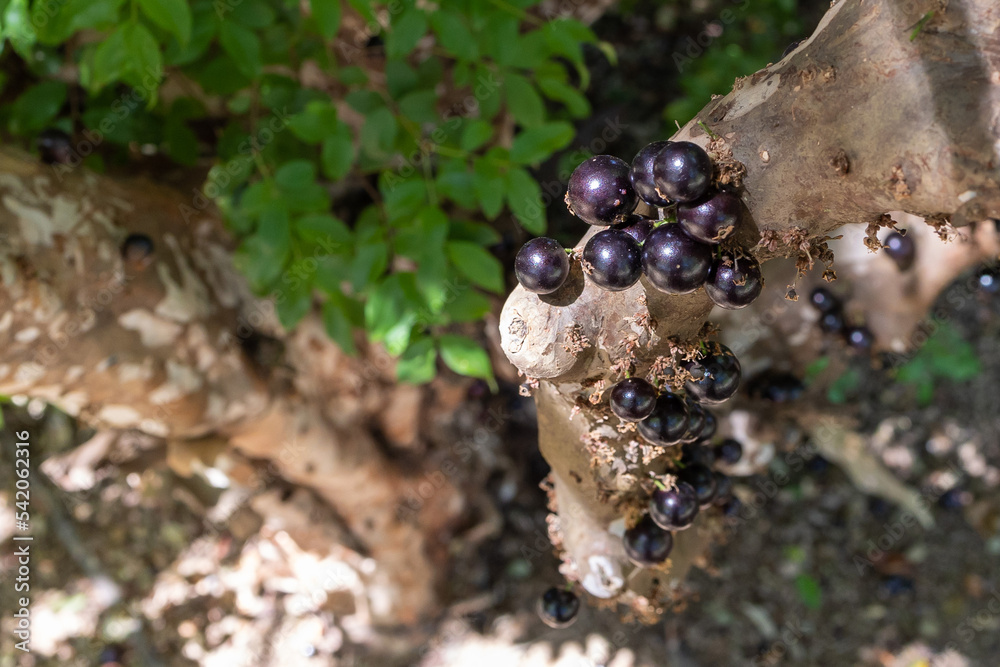 Fruit exotic. Jabuticaba ready to be harvested. Jaboticaba is the ...
