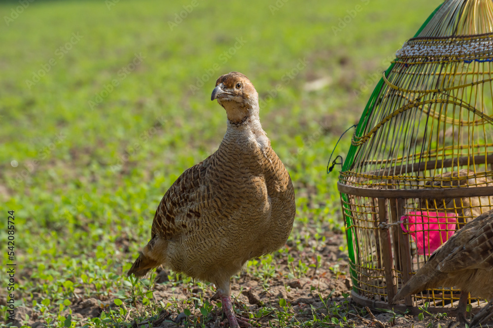 Capture of Grey francolin. The grey francolin also known as manu moa or ...