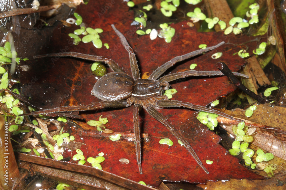Six-spotted fishing spider (Dolomedes triton) floating on the surface ...
