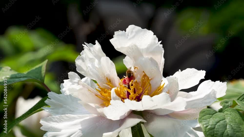 Peonies, a unique woody and precious flower in China, are known as the ...