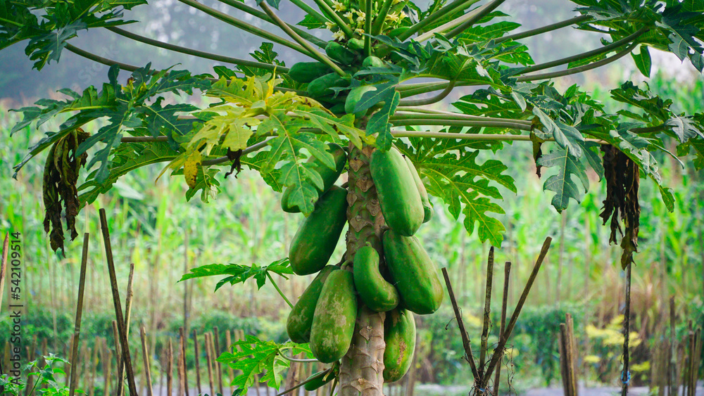 Papaya tree bearing fruit, Papaya fruit is still green on the tree ...