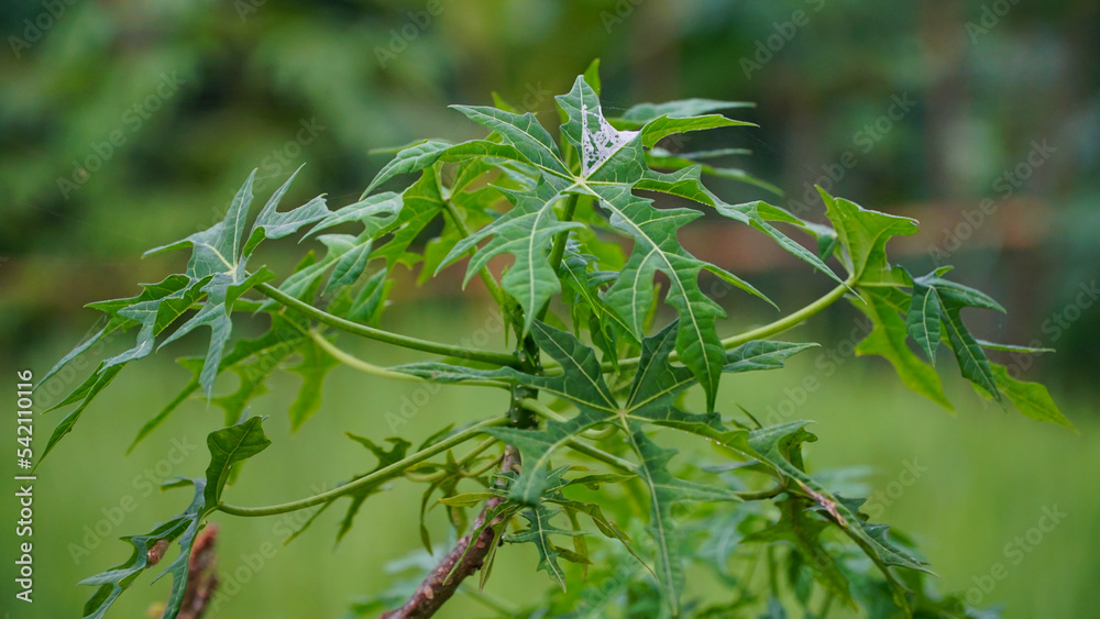 Jatropha multifida plant leaves whose sap can stop bleeding wounds ...