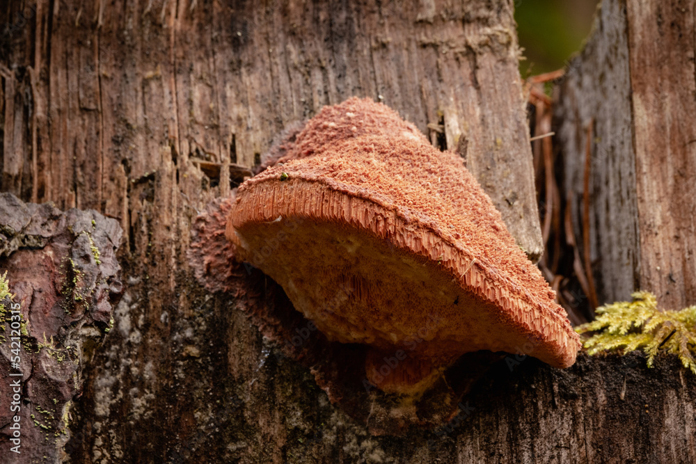 Leptoporus is a genus of polypore fungi. The type species, Leptoporus ...