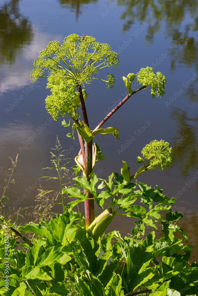 Angelica, Angelica, Archangelica, belongs to the wild plant with green ...