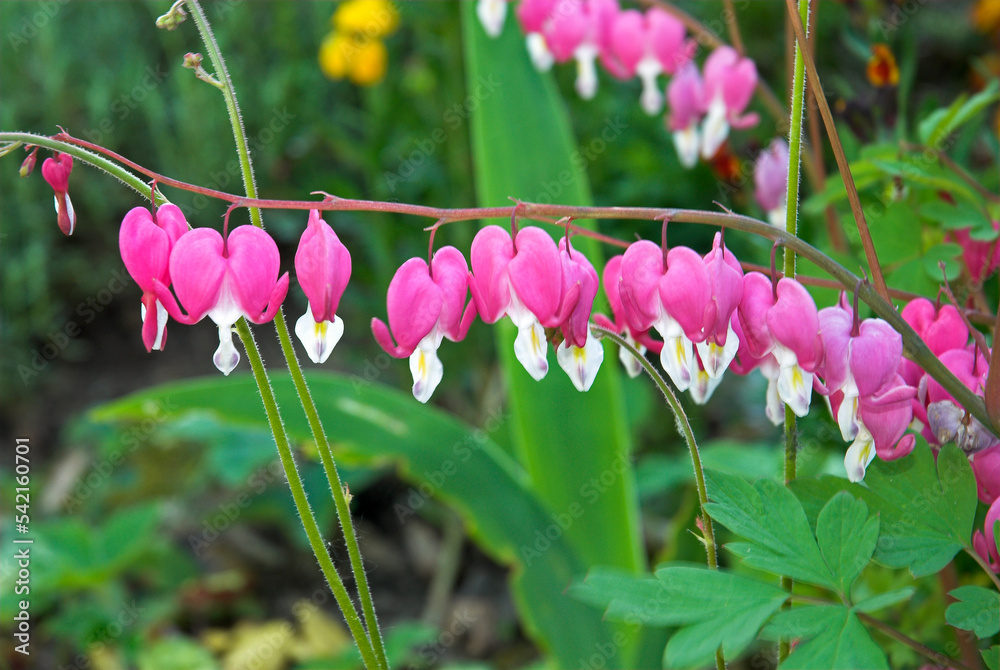 Coeur de Marie, Dicentra spectabilis, Lamprocapnos spectabilis foto de ...