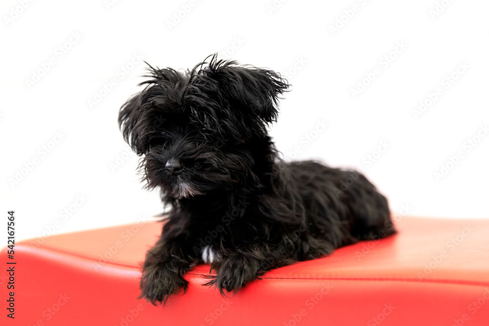 black Yorktese puppy dog wakeful on red sofa and ready to play ...