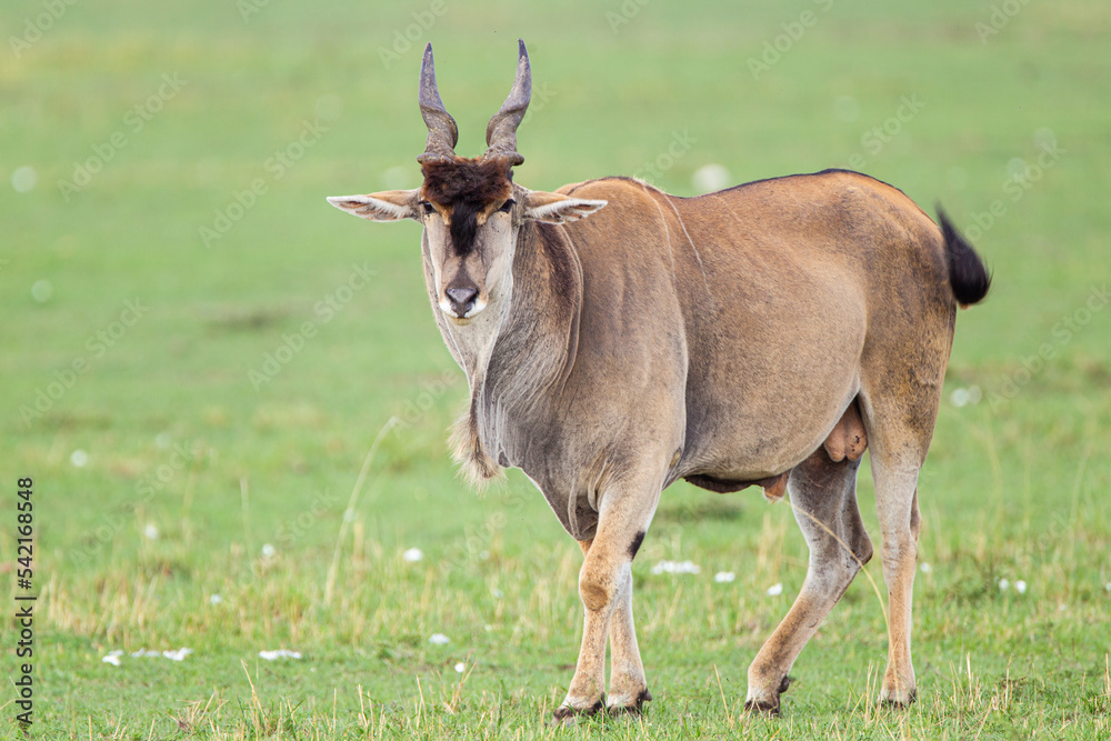 Large Eland bull walks across the green grasslands of the Masai Mara ...