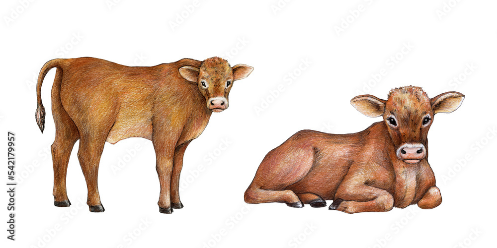 Small cow calf hand drawn illustration set. Cute baby farm animal ...