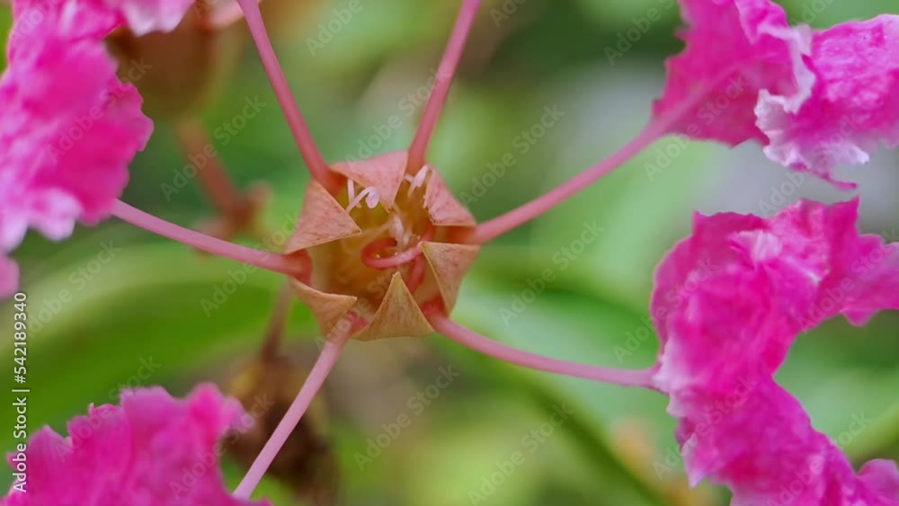 Pink Crepe Myrtle Crape flower petals and stamens, very beautiful for ...