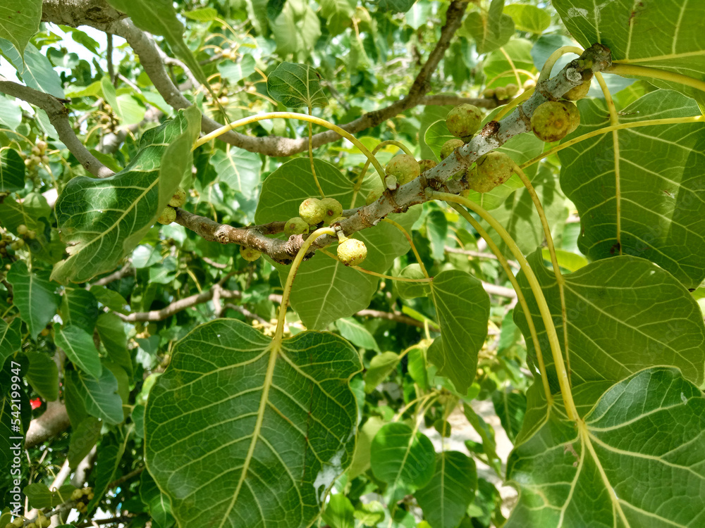 Ficus religiosa OR PEEPAL TREE LEAF AND FRUITS Stock Photo | Adobe Stock