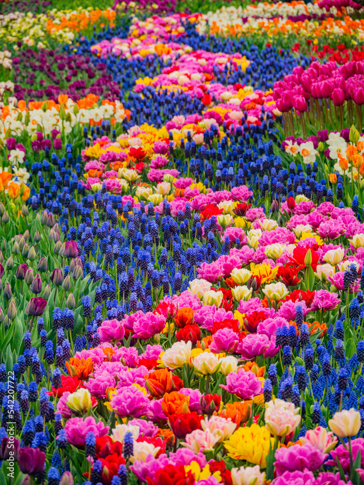 Beautiful tulips in the spring. Variety of spring flowers blooming in ...