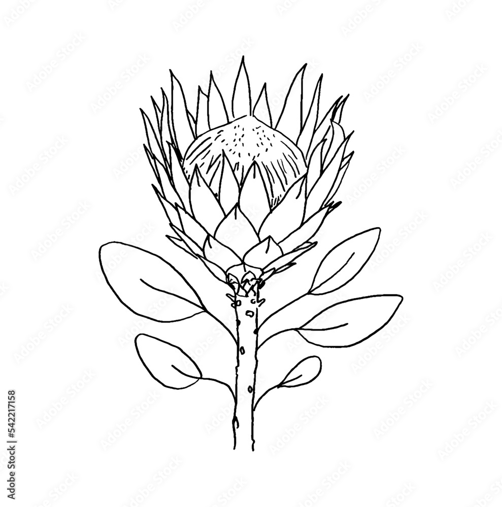 Line drawing of a King Protea Isolated Stock Vector | Adobe Stock