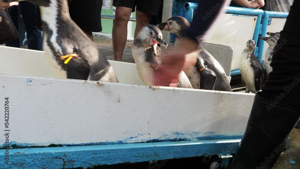 Penguin walking in row to the penguin stage. Group of little Black ...