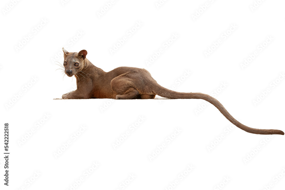 Madagascar fossa, isolated on white background. Top predator, lemur ...