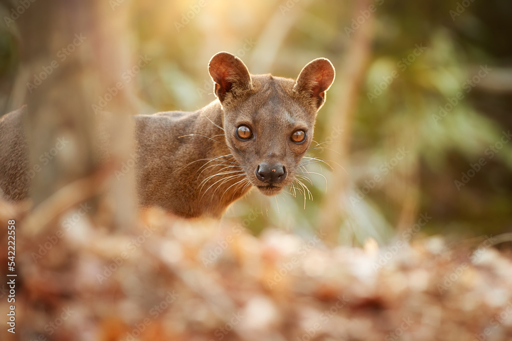 Madagascar Fossa. Top predator, lemur hunter. Portrait, frontal view ...
