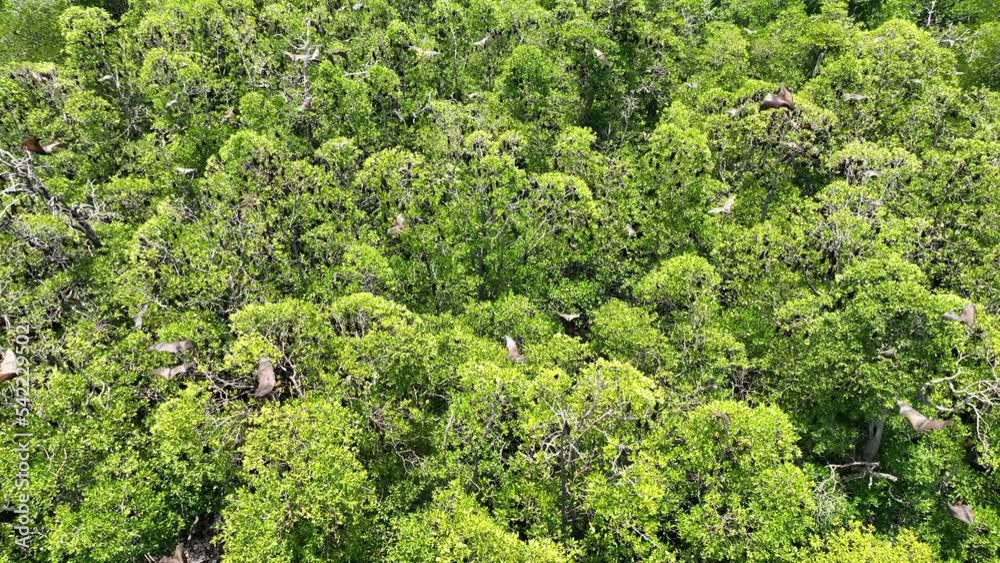 Sunda flying foxes, Acerodon mackloti, fly above a remote mangrove ...