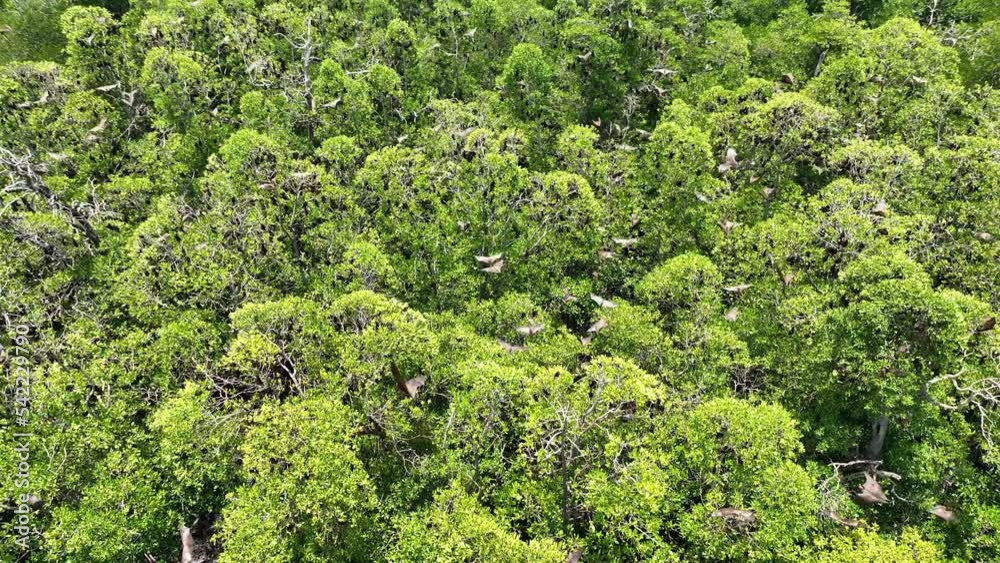 Sunda flying foxes, Acerodon mackloti, fly above a remote mangrove ...
