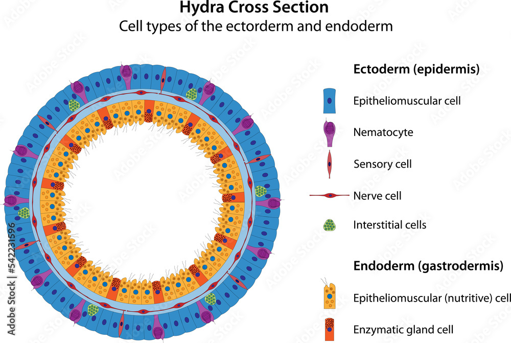 Hydra Cross Section. Cell type of the ectoderm (epidermis) and endoderm ...