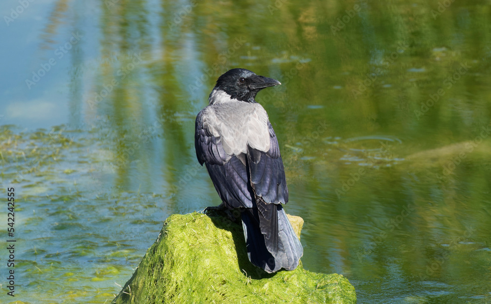Hooded crow (Corvus cornix) (also called the scald-crow or hoodie) is a ...