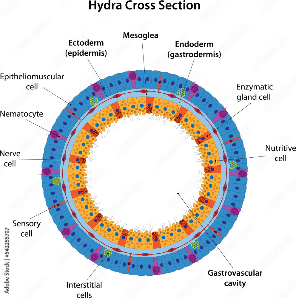 Hydra (Cnidaria) Cross Section. Body wall of a polyp. Stock ...